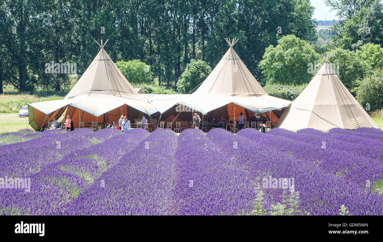 Cadwell Lavender Farm, Ickleford, Hitchin, Hertfordshire, UK. 18th July ...