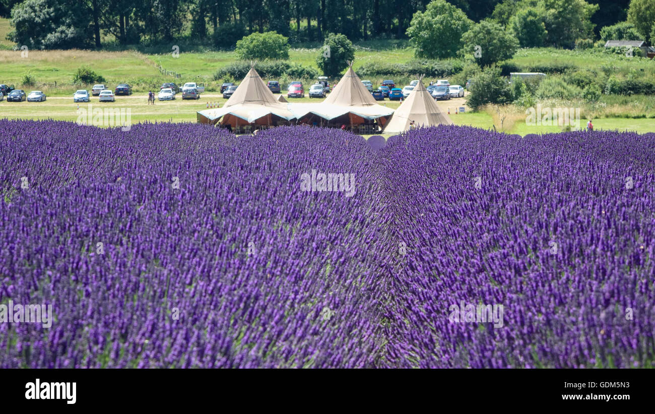 Cadwell Lavender Farm, Ickleford, Hitchin, Hertfordshire, UK. 18th July ...