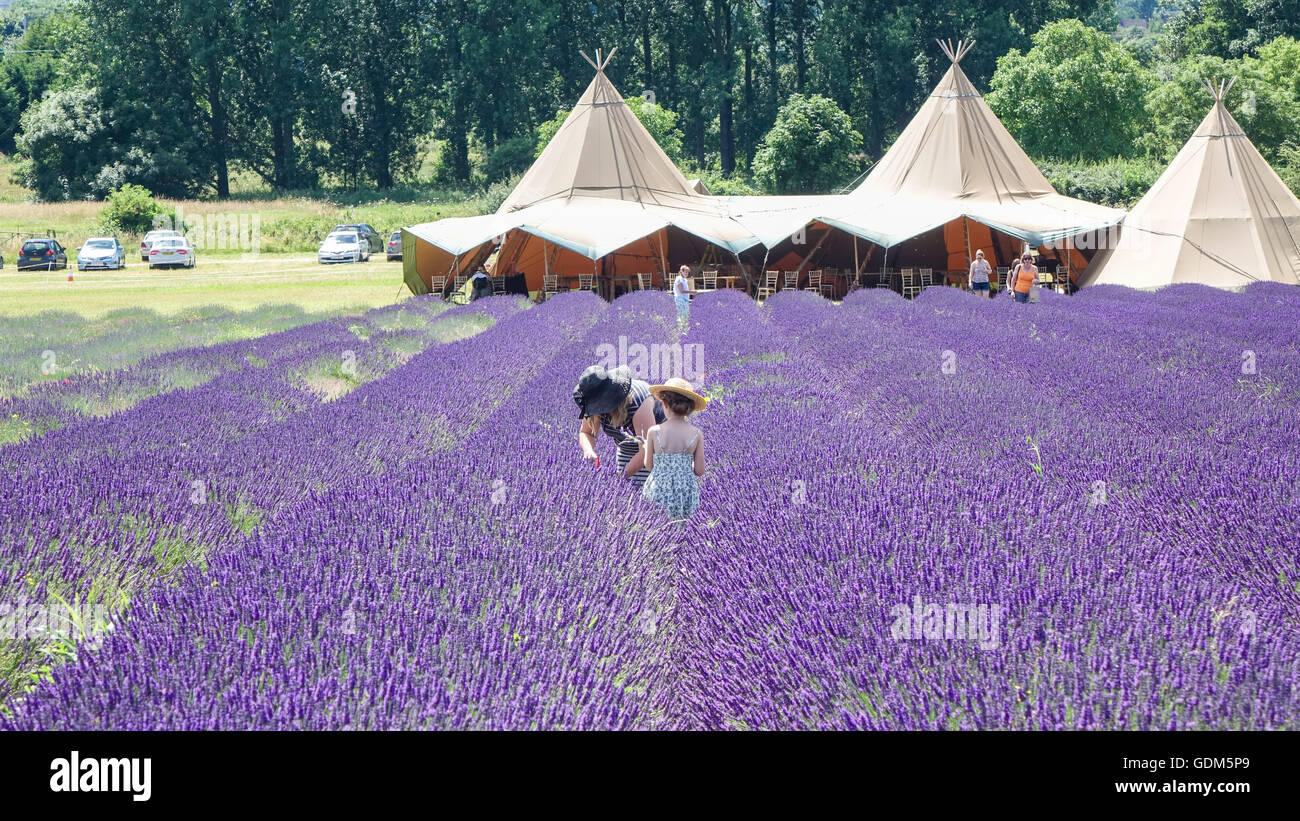 Cadwell Lavender Farm, Ickleford, Hitchin, Hertfordshire, UK. 18th July ...