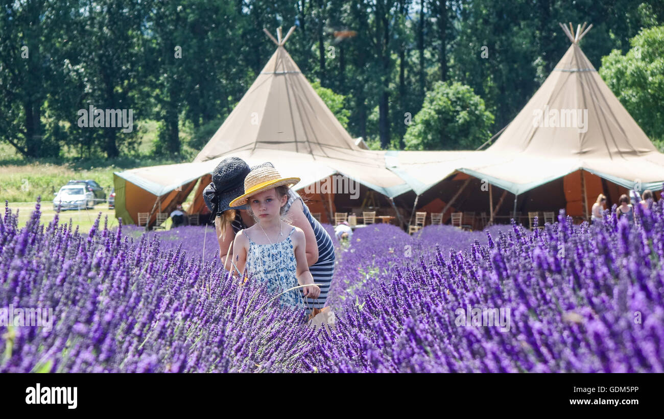 Cadwell Lavender Farm, Ickleford, Hitchin, Hertfordshire, UK. 18th July ...