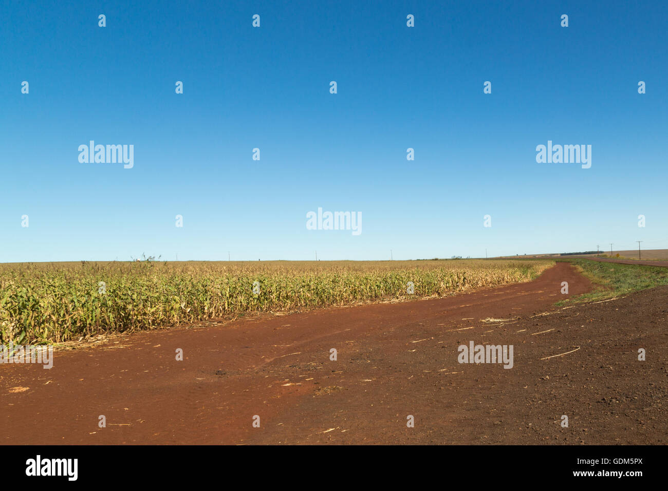Astorga, Brazil. 17th July, 2016. A corn plantation, commercial ...