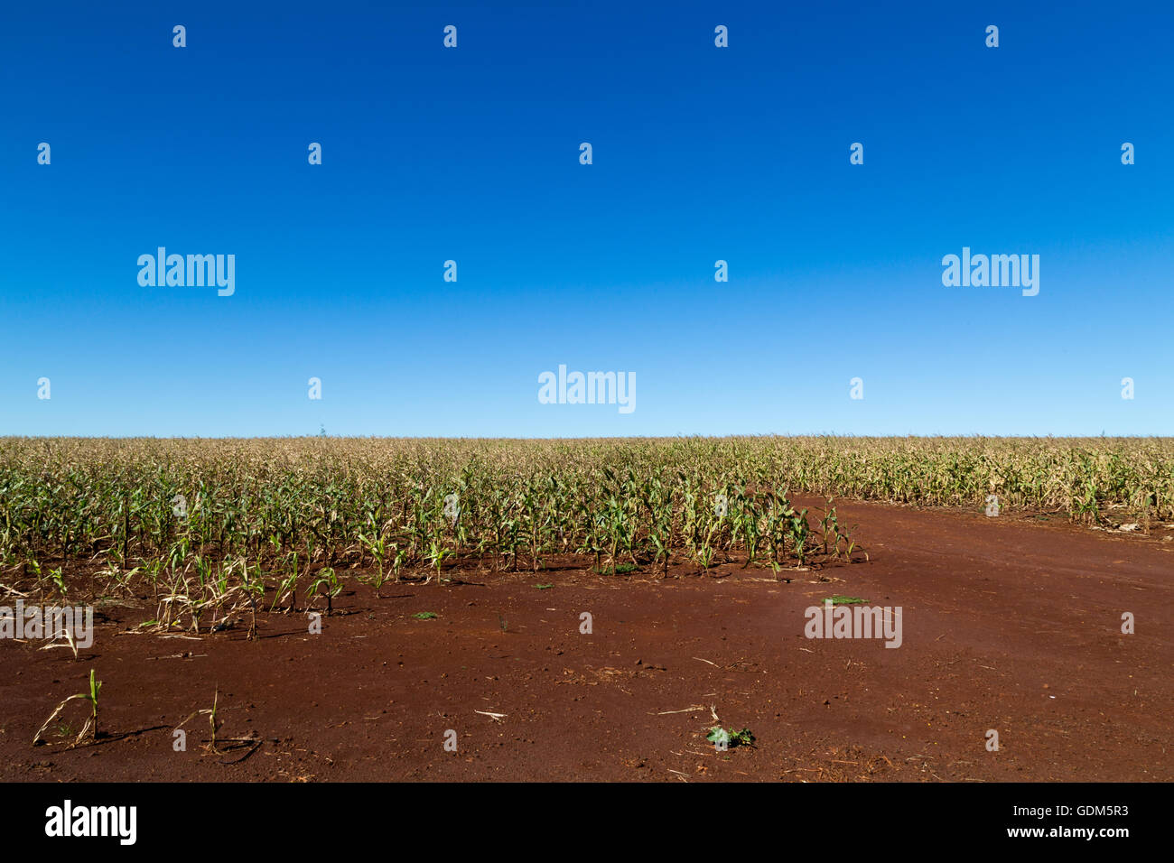 Astorga, Brazil. 17th July, 2016. A corn plantation, commercial ...