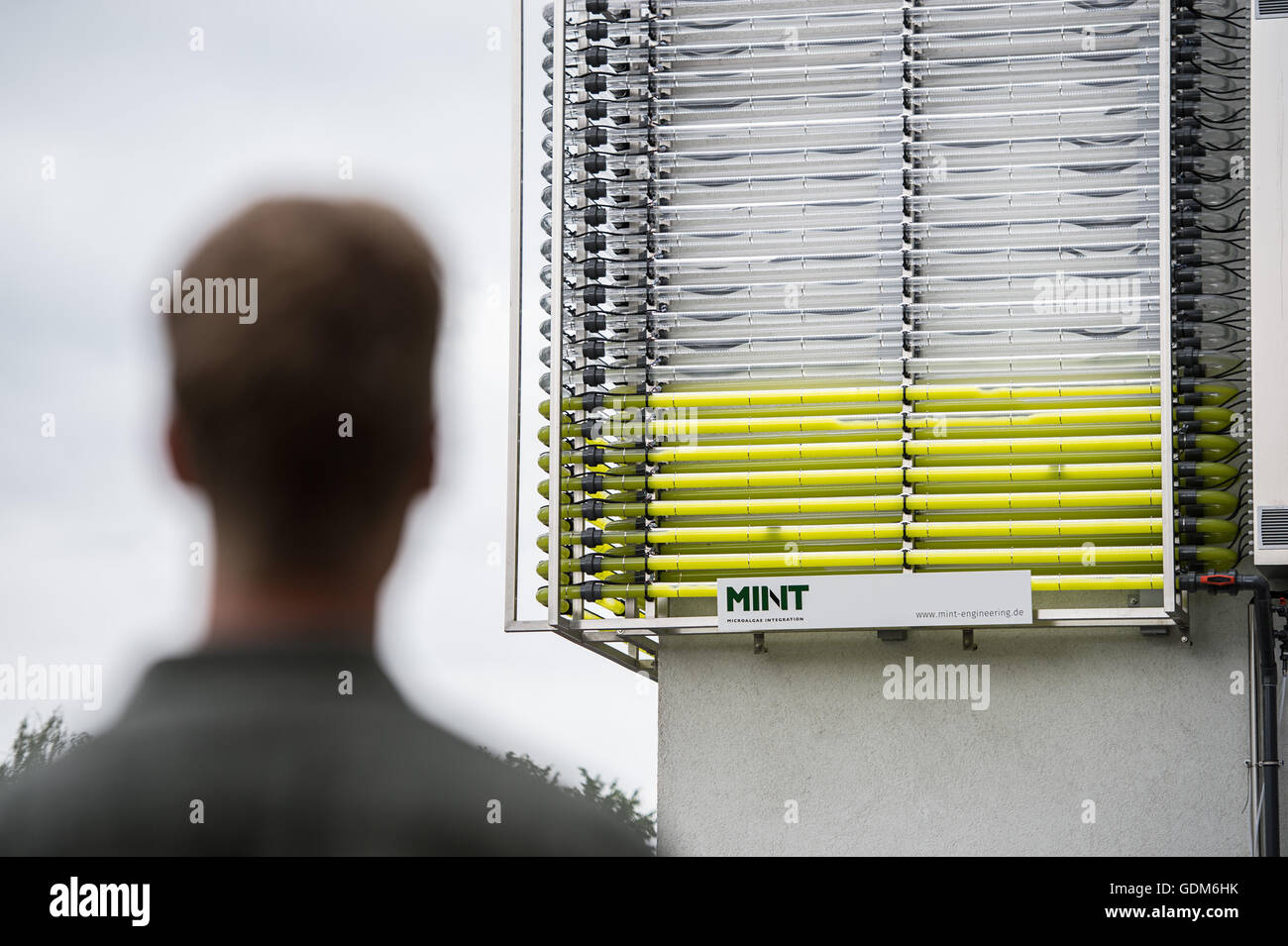 Berlin, Germany. 18th July, 2016. Algae flowing through the tubes of ...