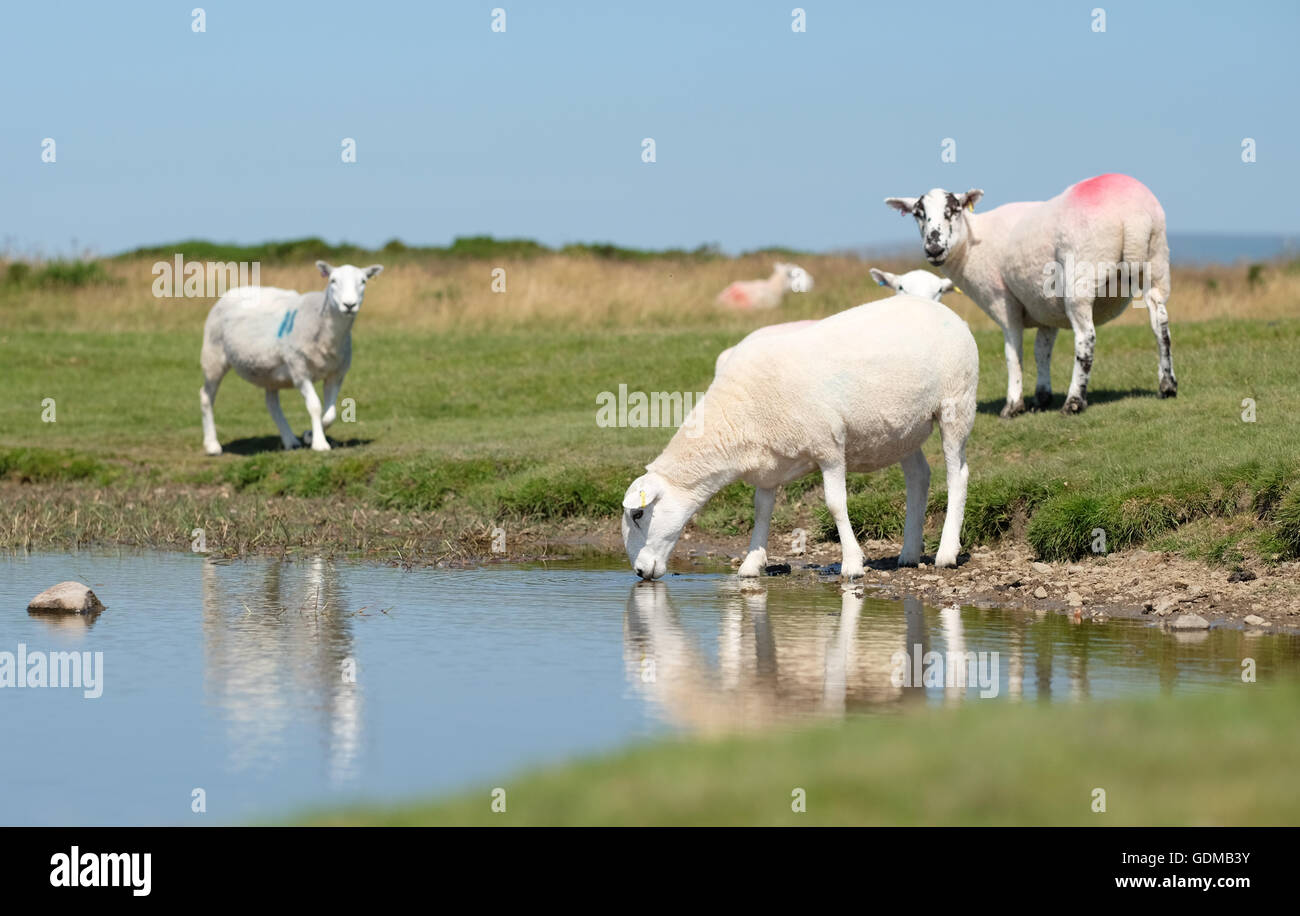 Drinking water sheep hi-res stock photography and images - Alamy