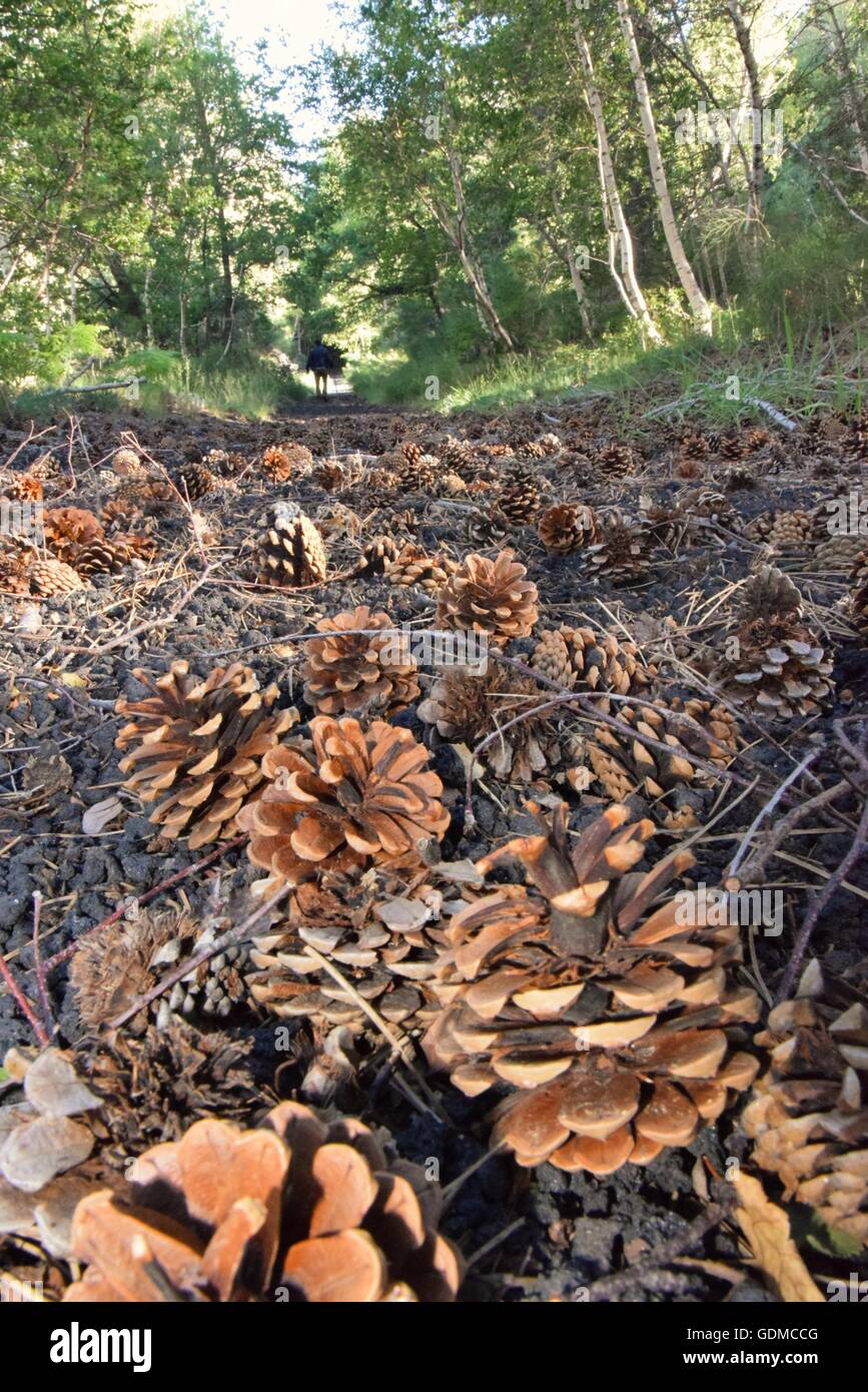Pathway in the mountain full with pine cone, Mt Etna, Sicily, Italy ...