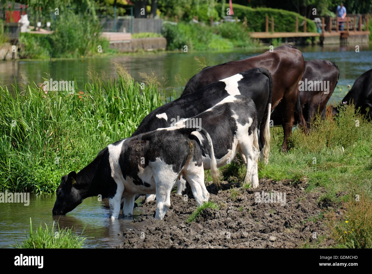 Cattle river soar hi-res stock photography and images - Alamy