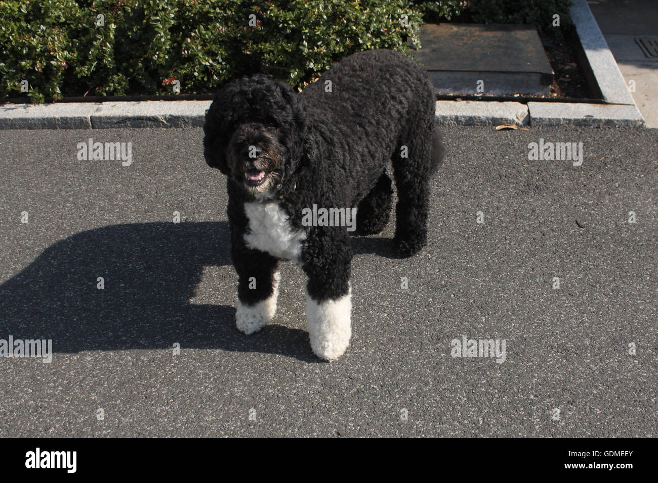 Bo dog obama hi-res stock photography and images - Alamy