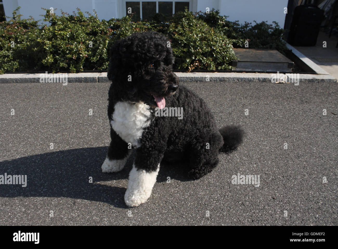 What Type Of Dogs Are Bo And Sunny