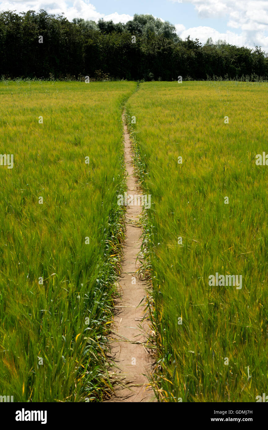 Field path cereal crop hi-res stock photography and images - Alamy