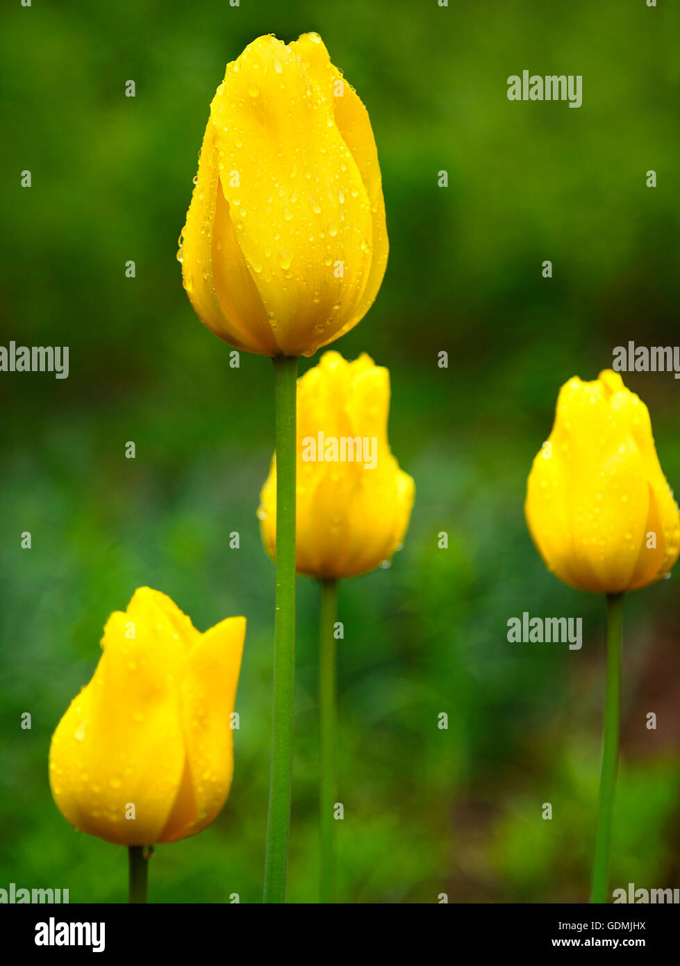 Yellow spring tulips in garden, green grass background Stock Photo - Alamy