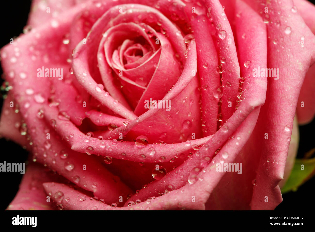 Closeup on Center of Beautiful pink Rose Stock Photo - Alamy
