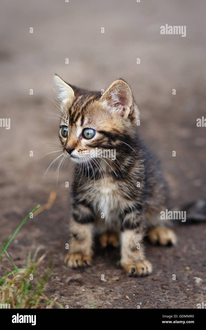 brown stripes cute kitten sitting and looking Stock Photo - Alamy