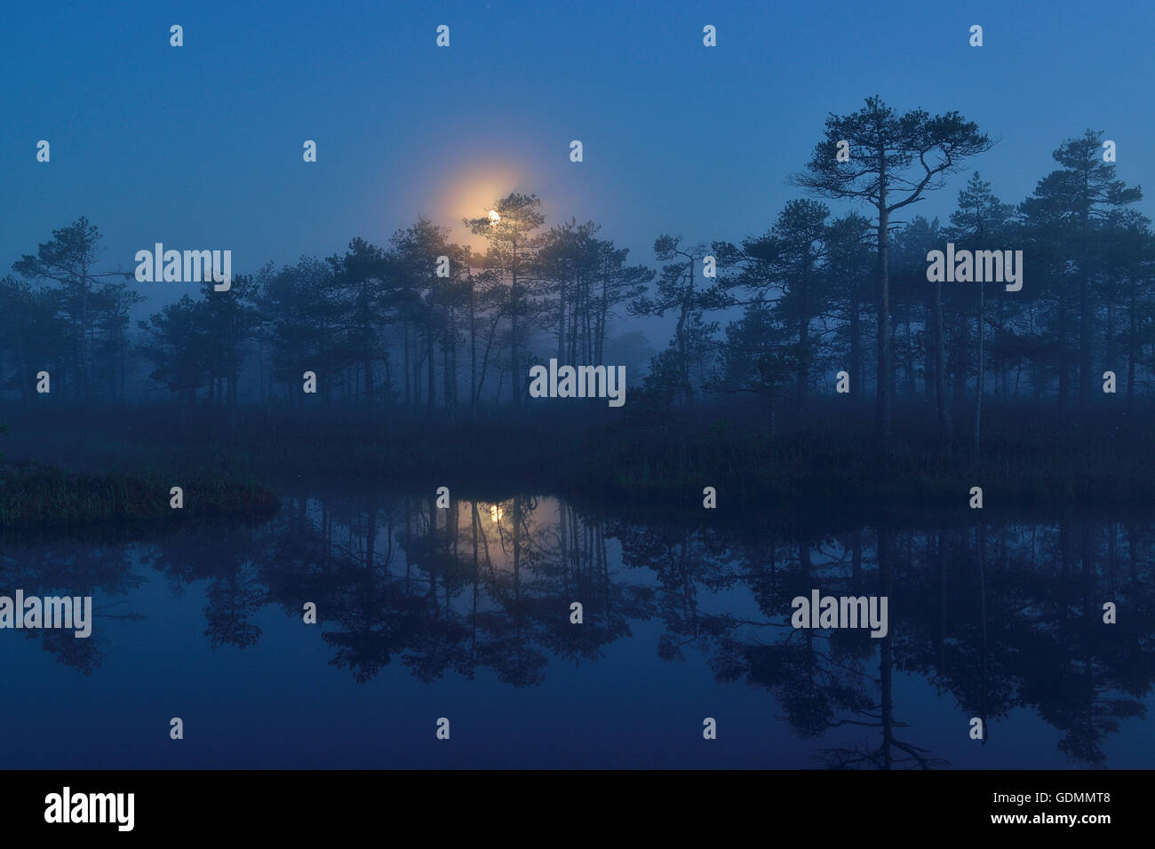 Summer night in the bog Stock Photo - Alamy