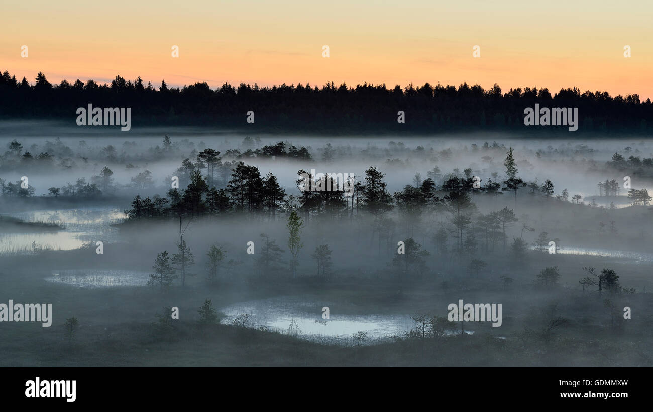 Misty summer night in the bog Stock Photo - Alamy