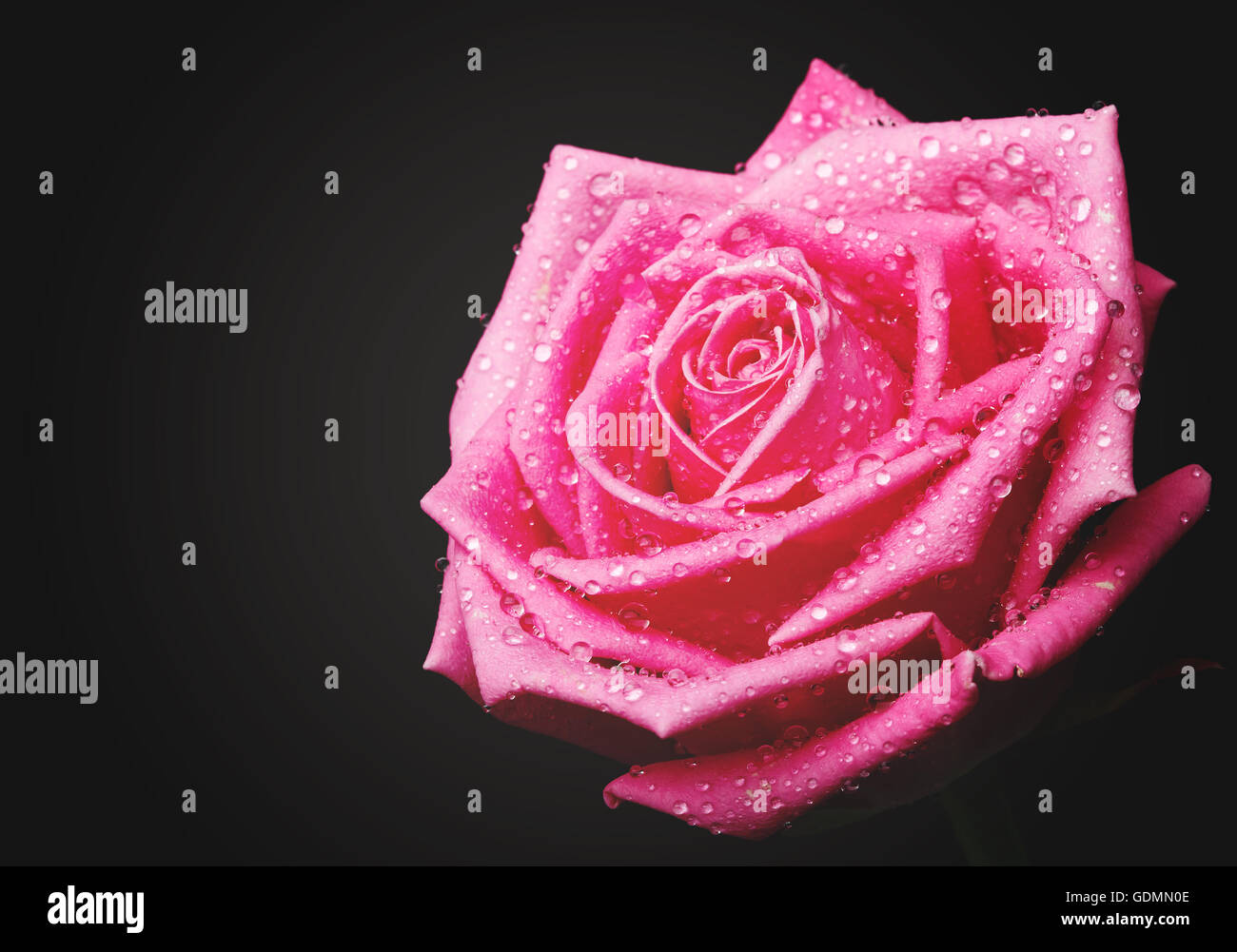 pink rose head isolater on black background Stock Photo - Alamy