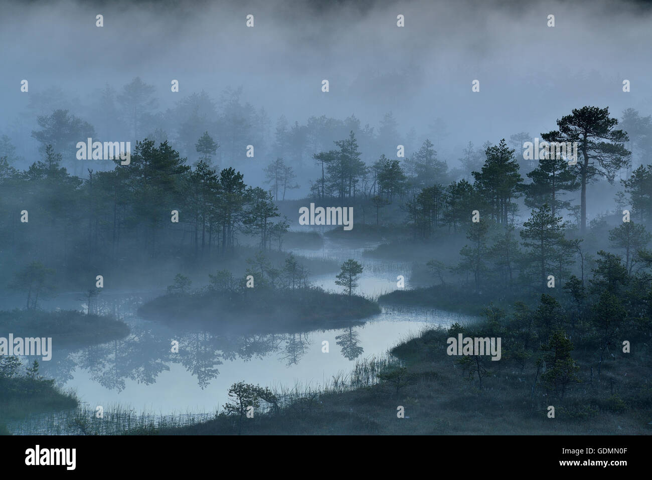 Foggy Swamp At Night