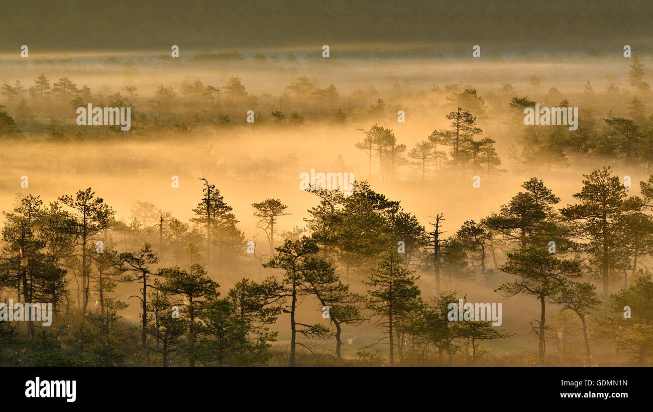 Bog light hi-res stock photography and images - Alamy