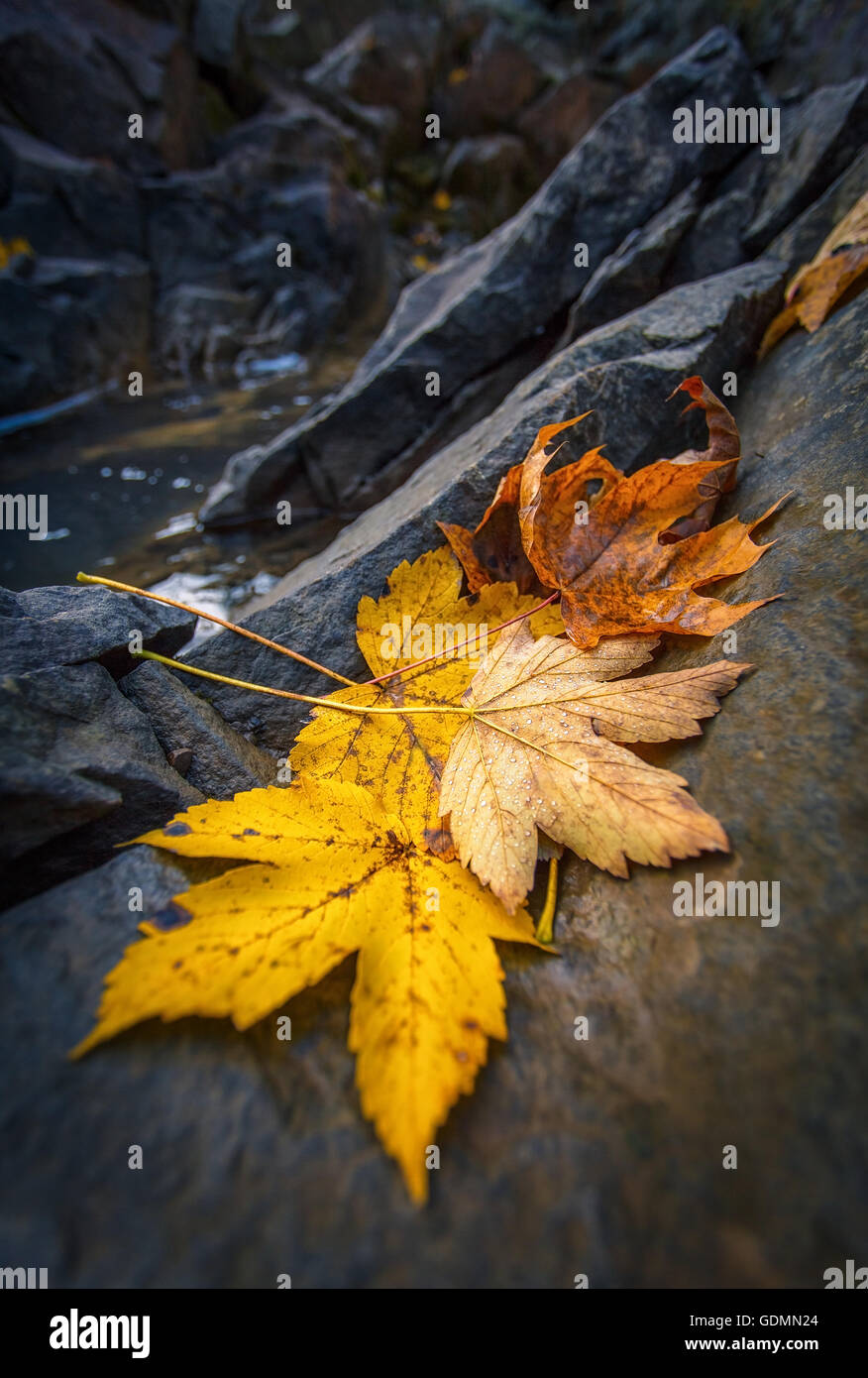 Maple leaf on a rock hi-res stock photography and images - Alamy