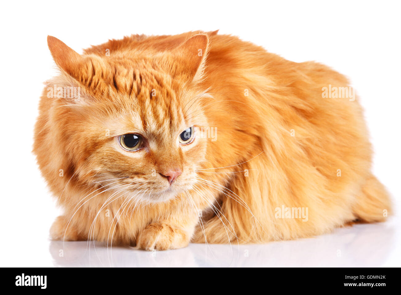Red cat isolated on a white background Stock Photo - Alamy