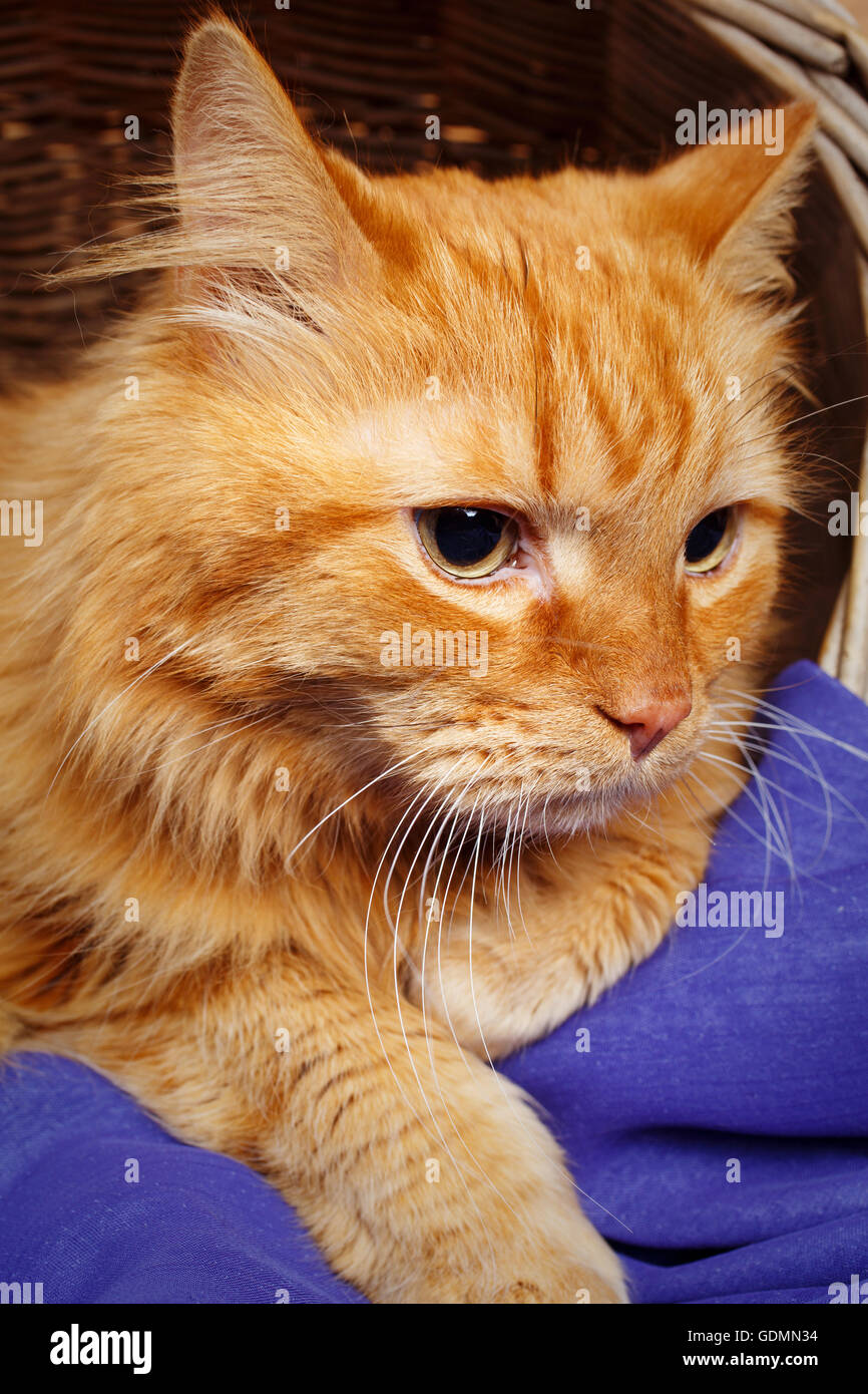 Tabby with paw up red background hi-res stock photography and images ...