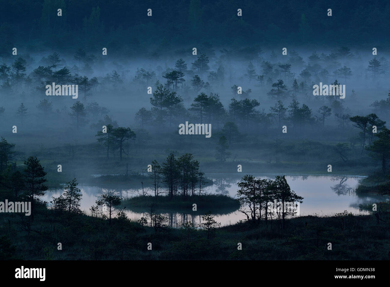 Misty night in the bog Stock Photo - Alamy