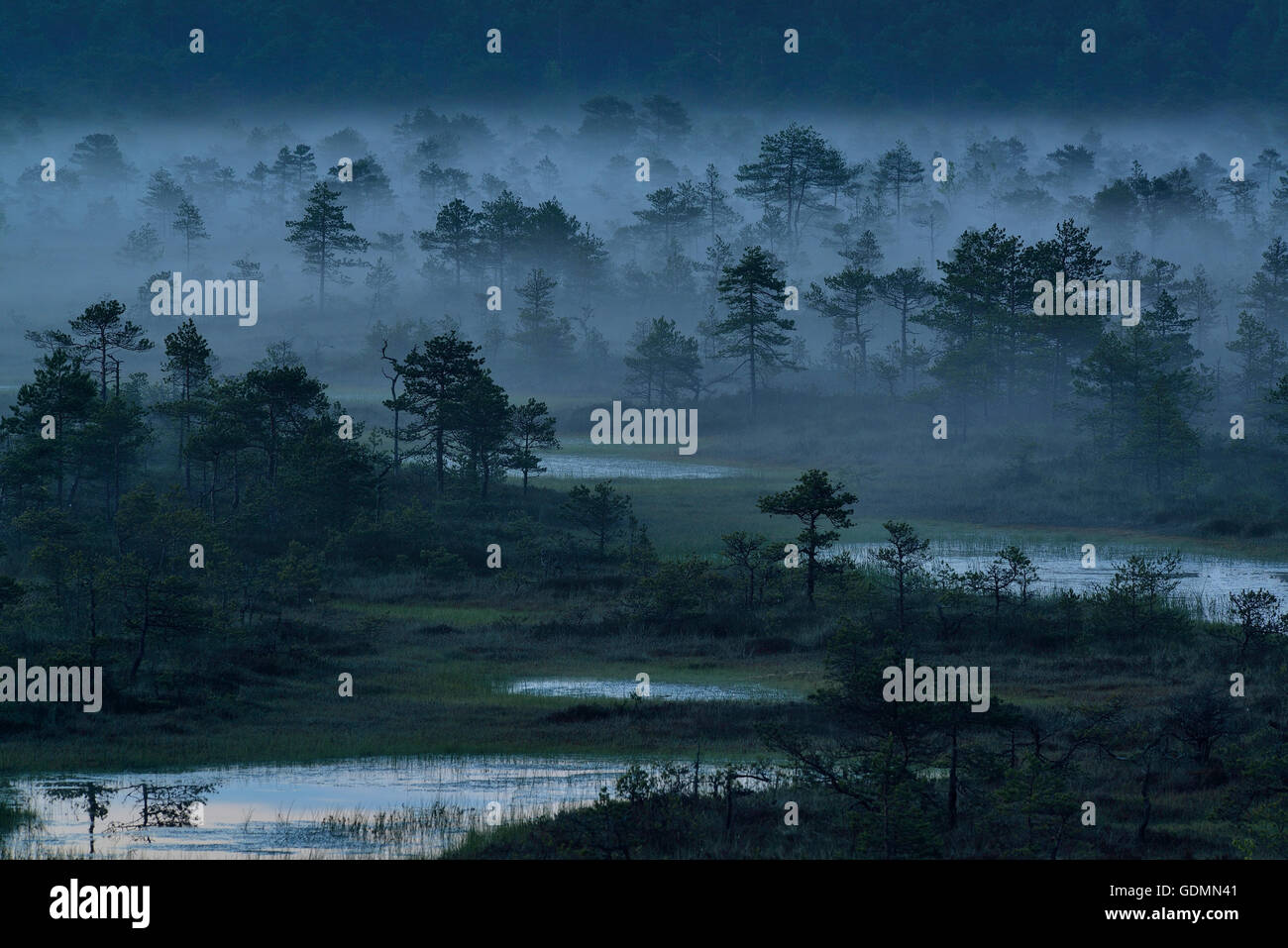 Misty night in the bog Stock Photo - Alamy