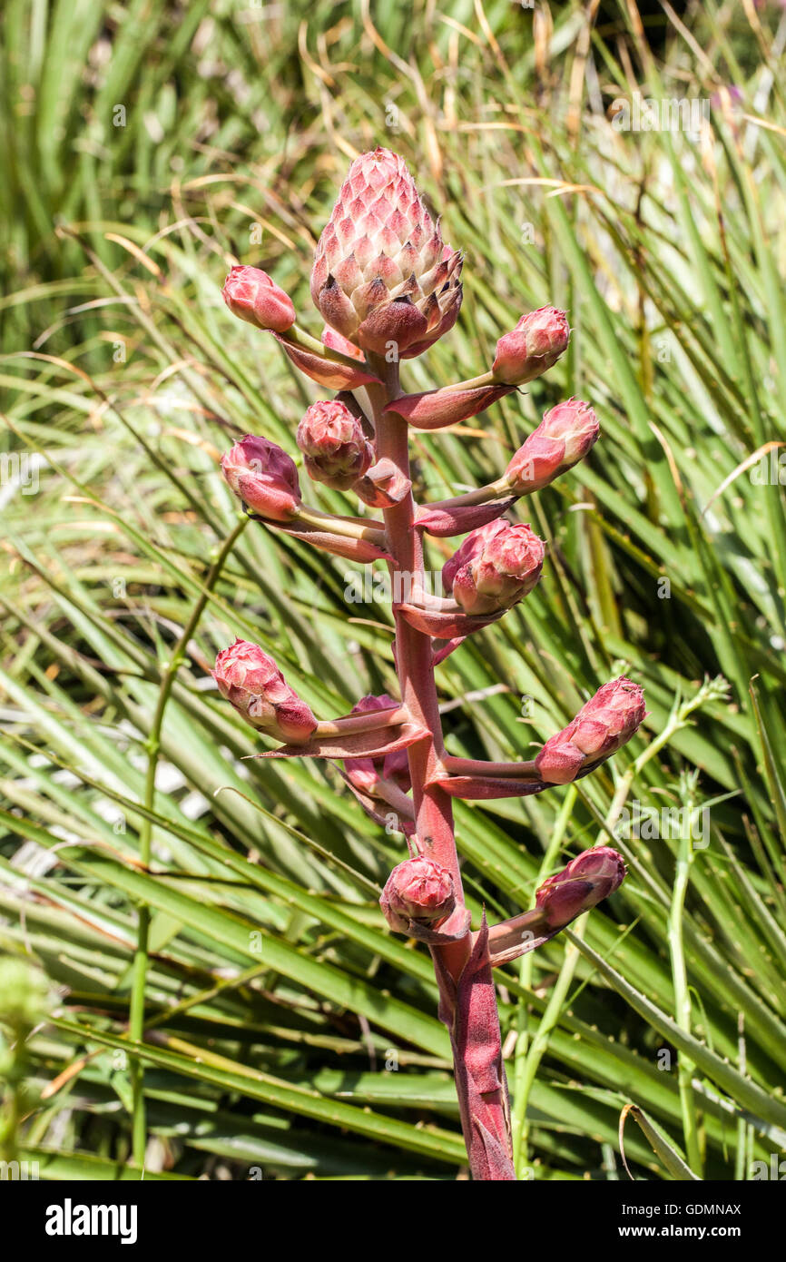 Puya chile hi-res stock photography and images - Alamy
