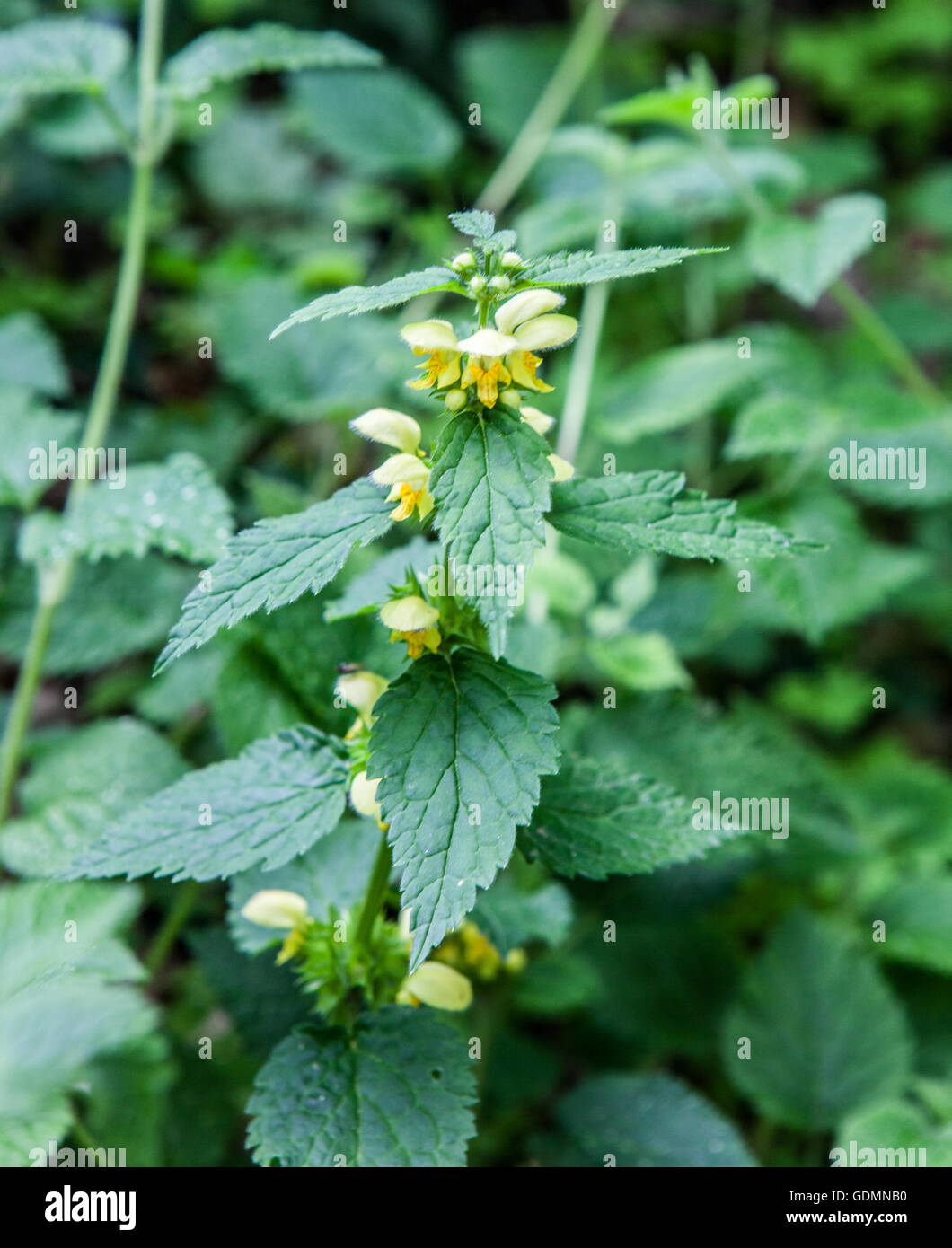 Lamium species hi-res stock photography and images - Alamy