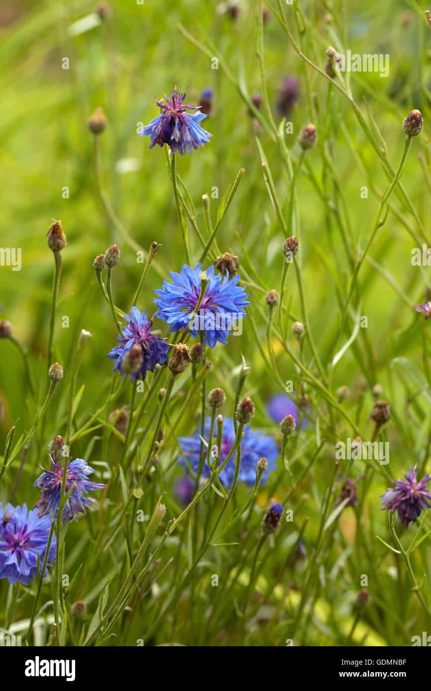 Centaurea cyanus ornamental hi-res stock photography and images - Alamy