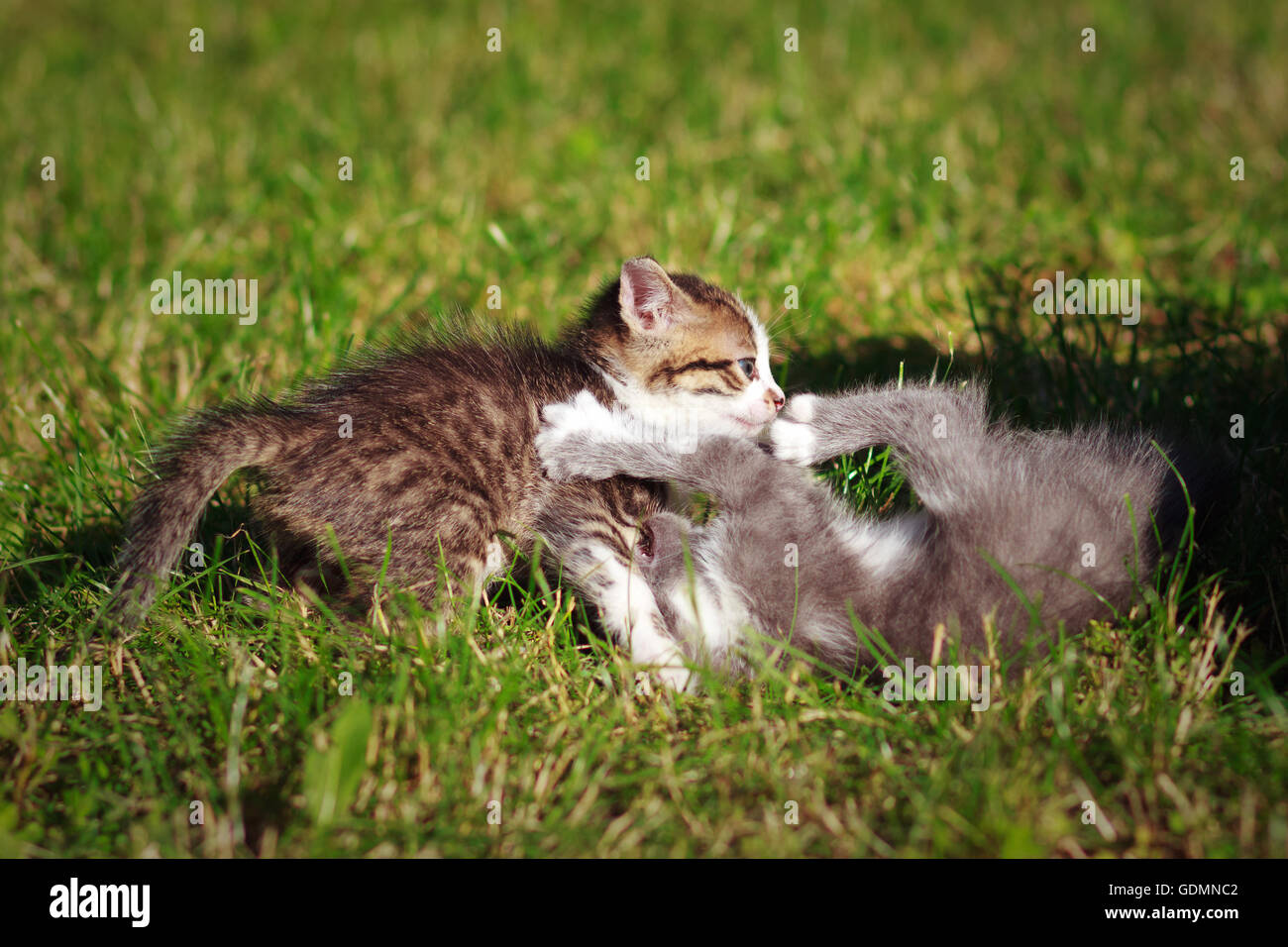 Two kittens playing on the lawn Stock Photo - Alamy