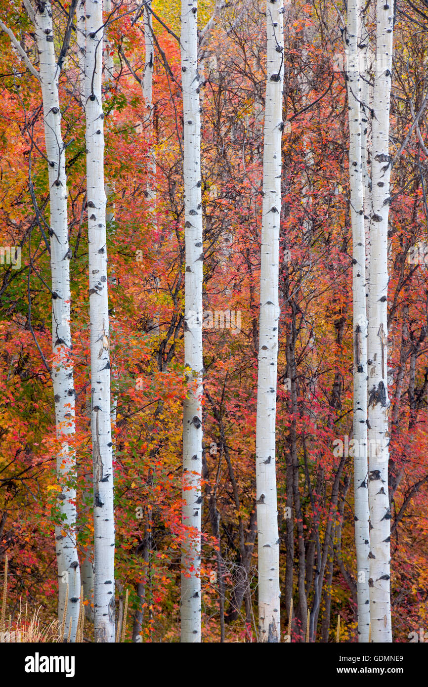 Autumn colored maple and aspen trees in the mountains of Utah Stock ...