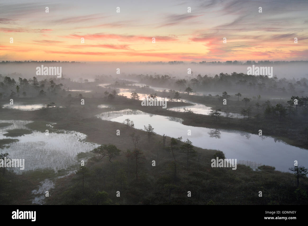 Swamp with morning mist hi-res stock photography and images - Alamy