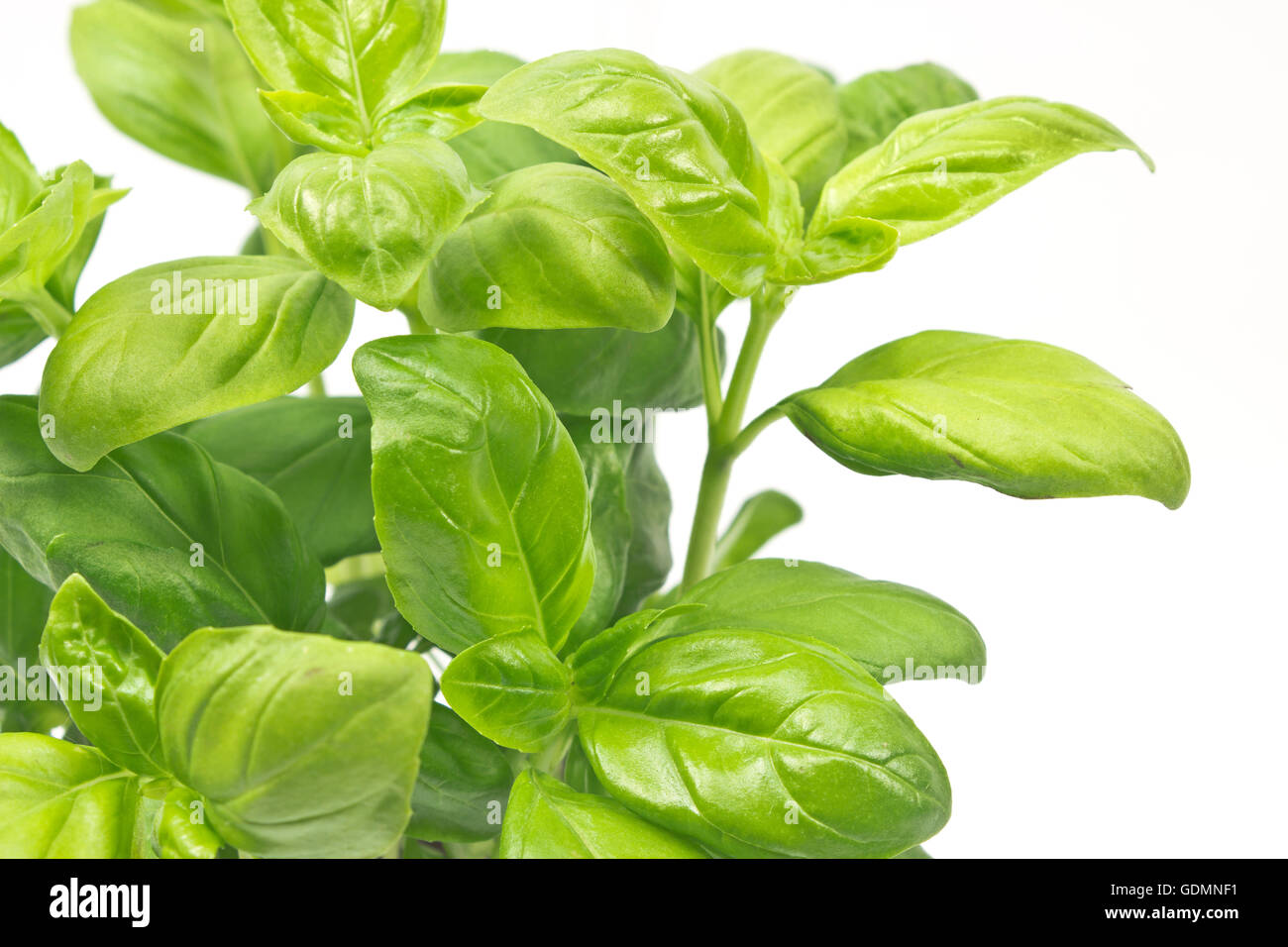 Bio basil hi-res stock photography and images - Alamy