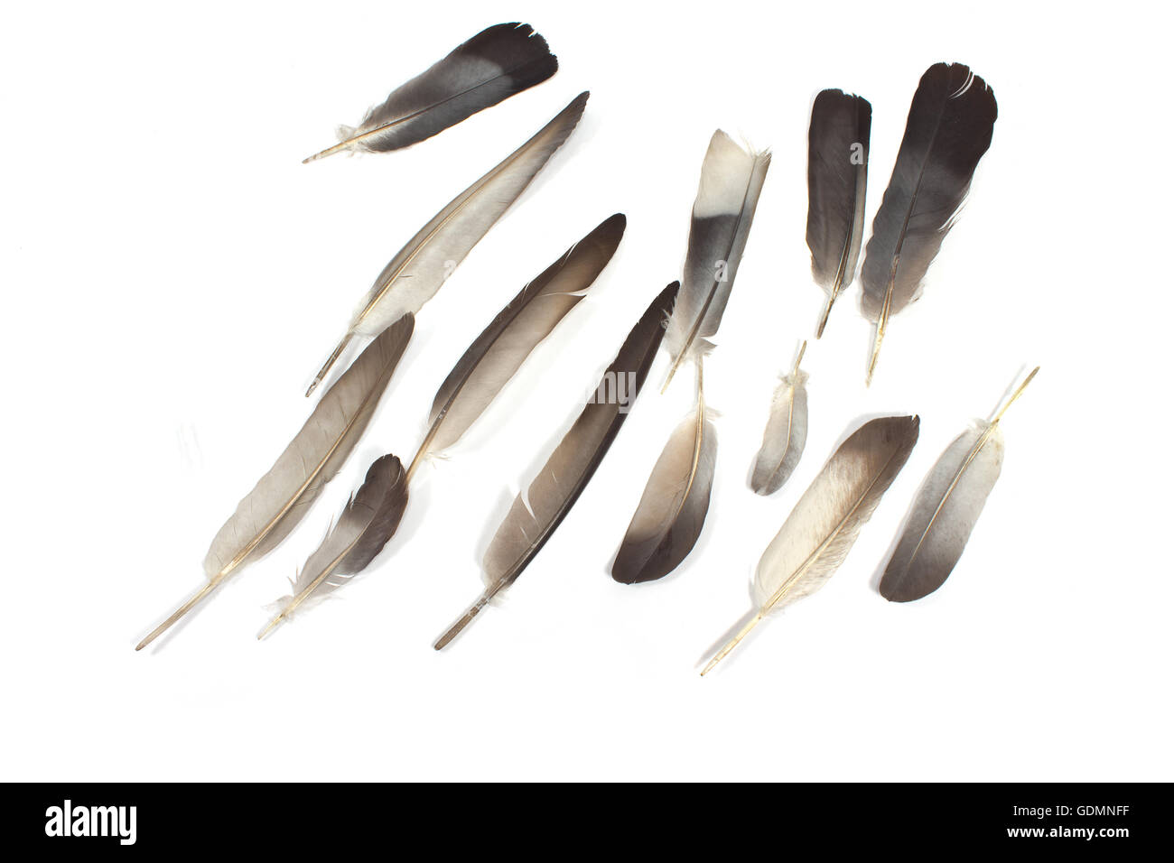 Feathers hi-res stock photography and images - Alamy