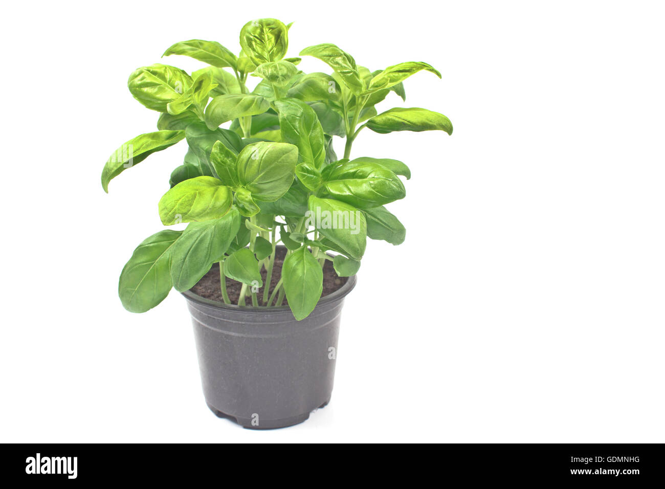 Basil herb in plastic pot isolated o white Stock Photo - Alamy