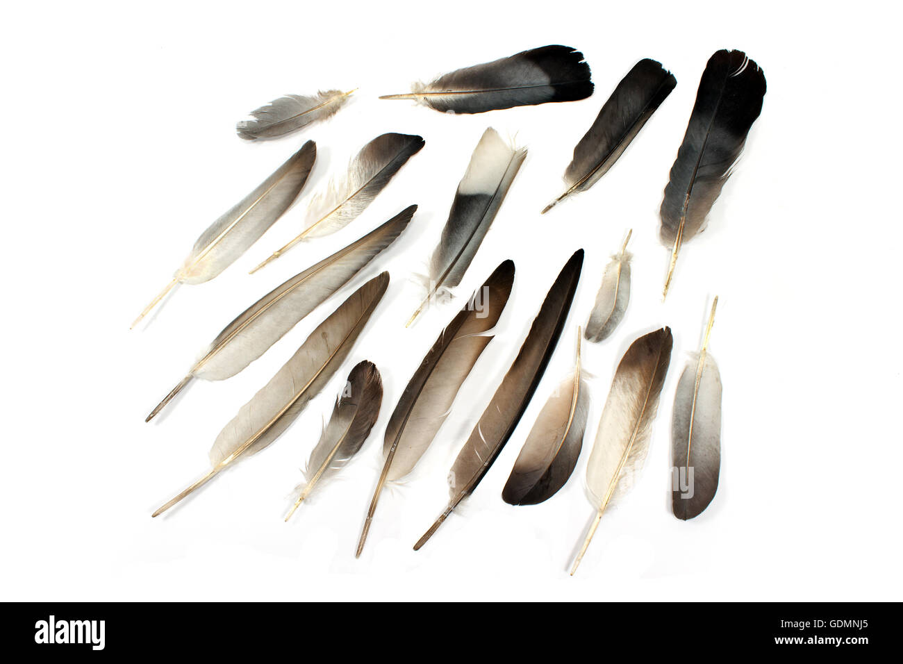 Grey feathers plumage Cut Out Stock Images & Pictures - Alamy