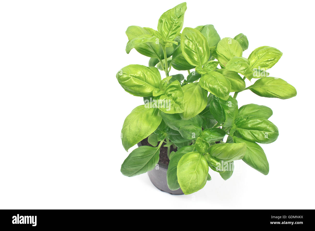 Basil herb in plastic pot isolated on white Stock Photo - Alamy