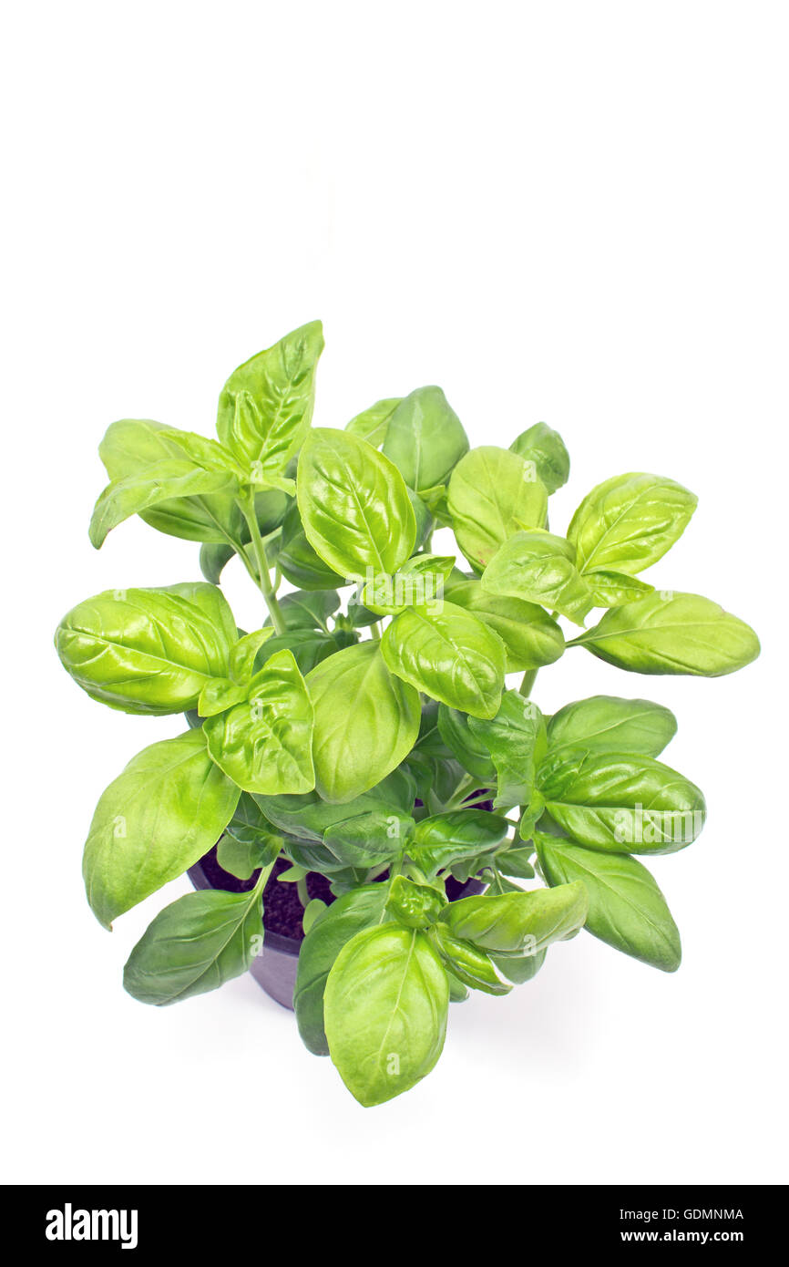 Basil herb in plastic pot isolated on white Stock Photo - Alamy