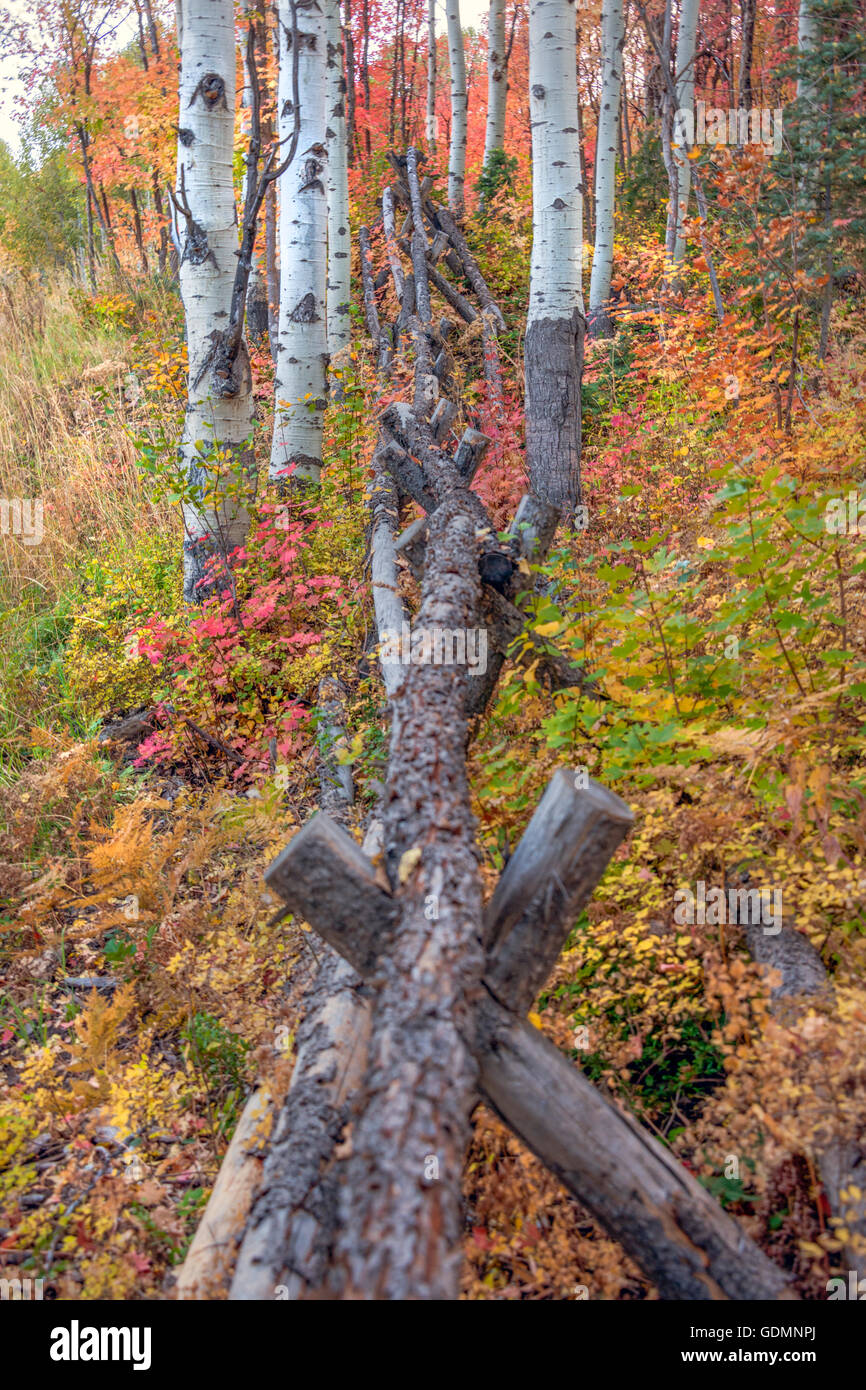 Fall colored maple and aspen trees in the Uinta National Forest in the ...