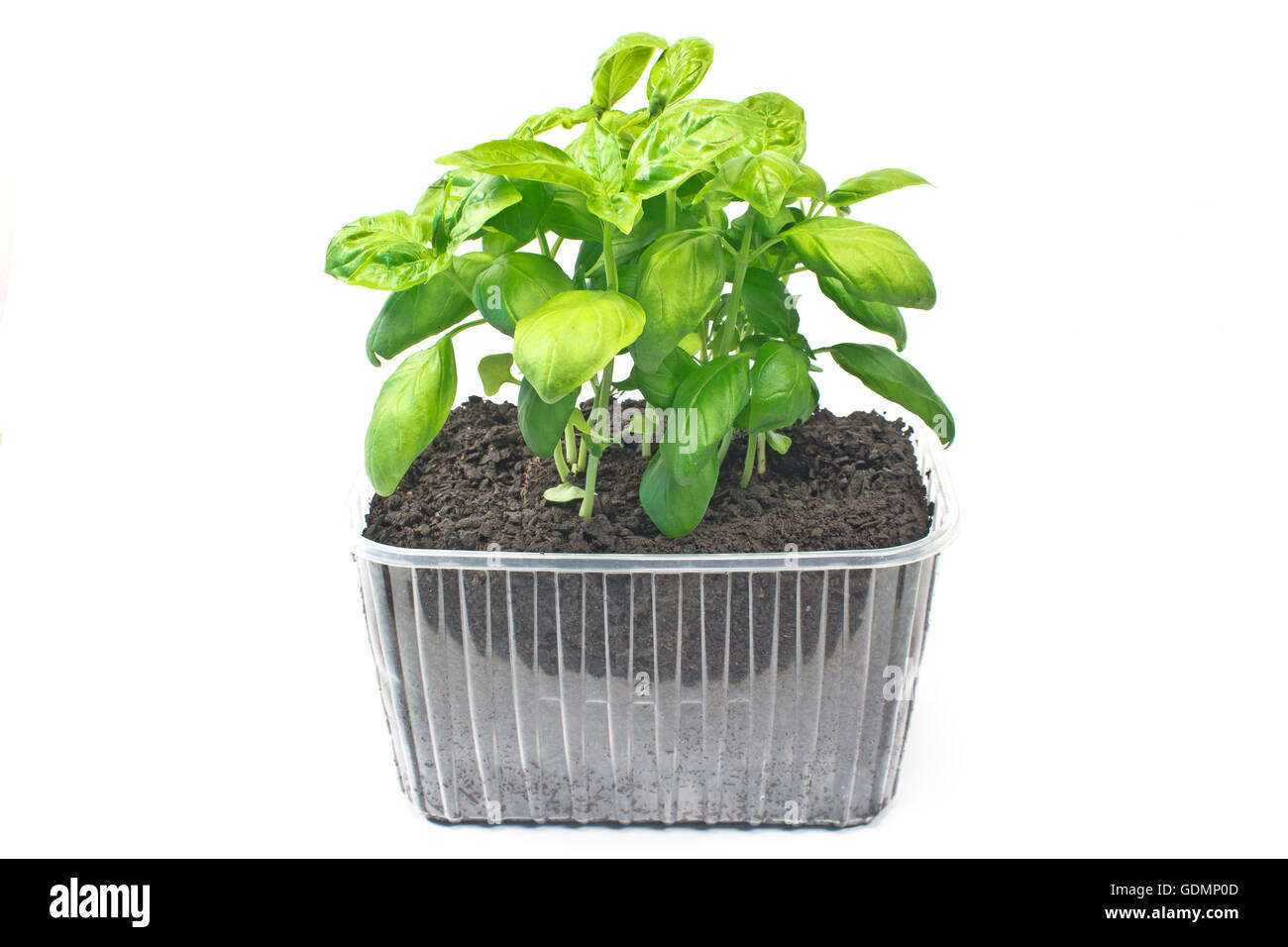 Basil herb in plastic pot isolated o white Stock Photo - Alamy