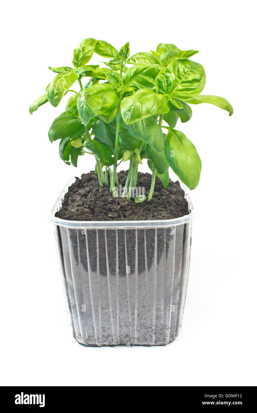 Plastic garden pot hi-res stock photography and images - Alamy