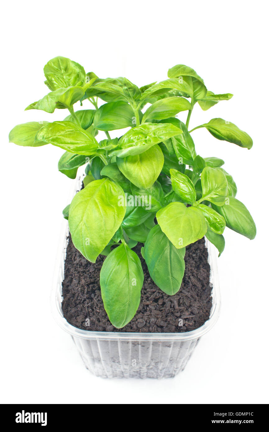 Basil herb in plastic pot isolated o white Stock Photo - Alamy