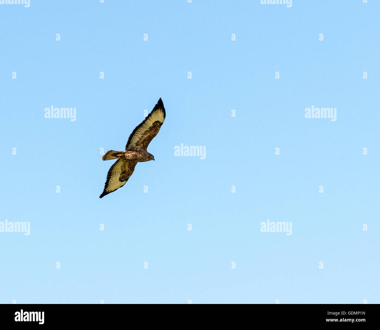 Jackal Buzzard (Buteo rufofuscus) Circling Overhead Stock Photo - Alamy