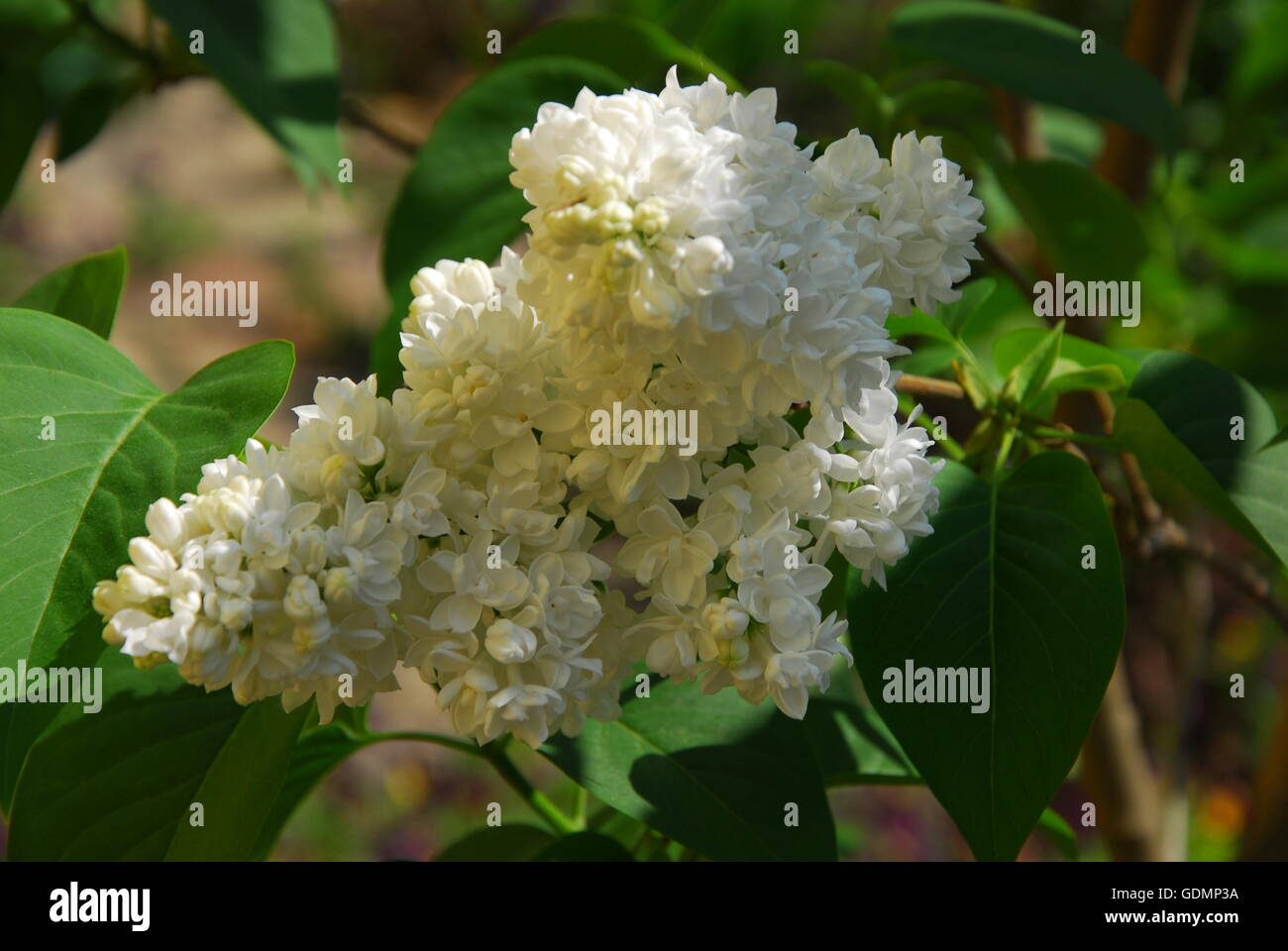 White lilac, syringa vulgaris Stock Photo - Alamy