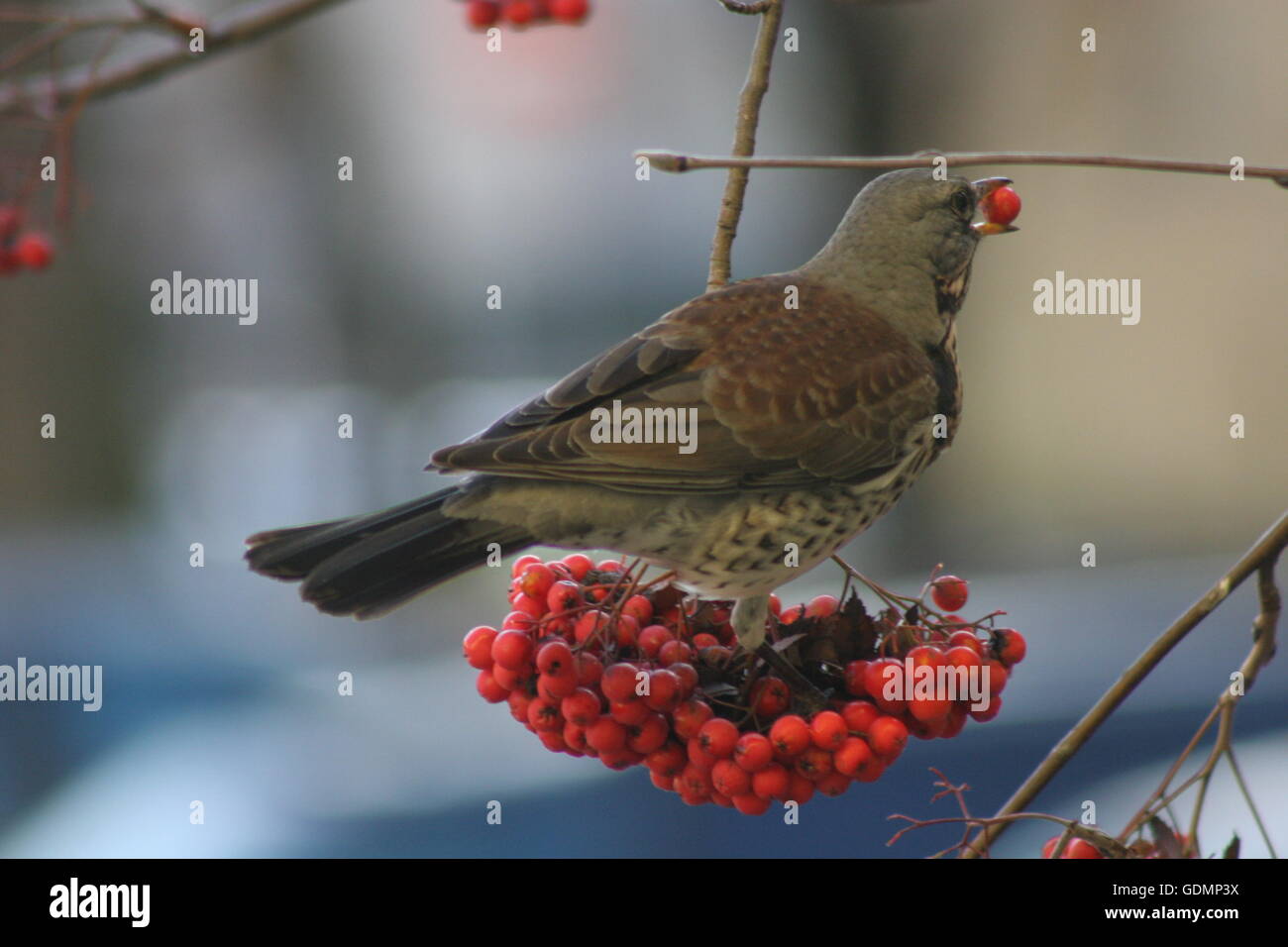 Fieldfare, turdus pilaris, fieldfare and rowan, birds, song birds Stock ...