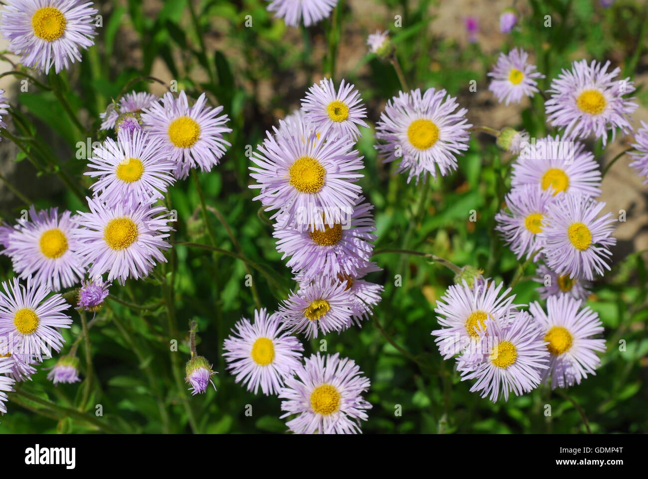 Fleabane daisy hi-res stock photography and images - Alamy
