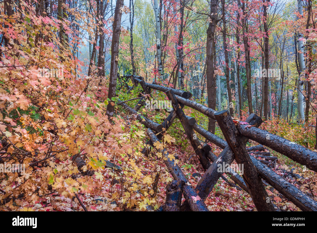 Fall colored maple and aspen trees in the Uinta National Forest in the ...