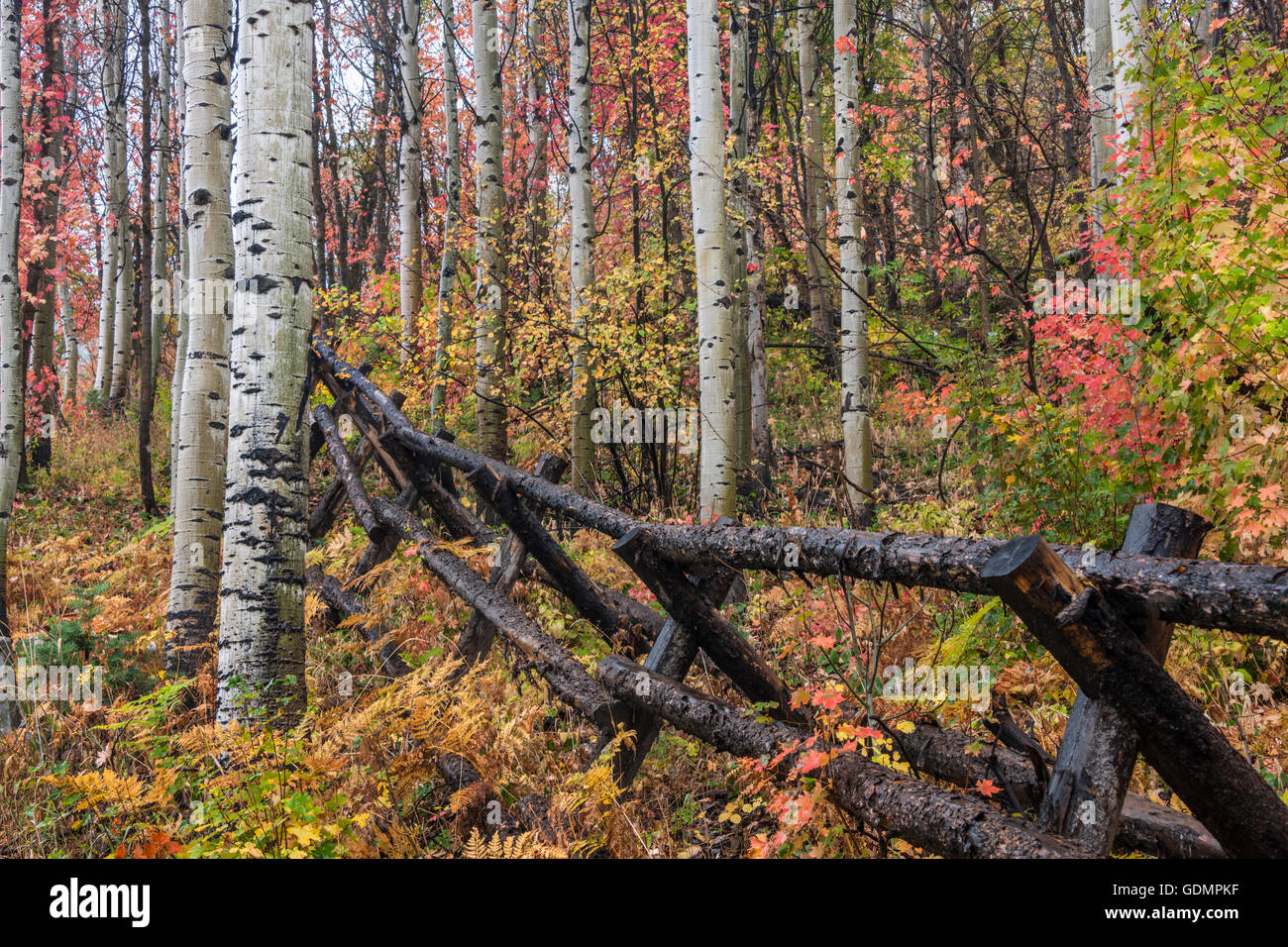 Fall colored maple and aspen trees in the Uinta National Forest in the ...