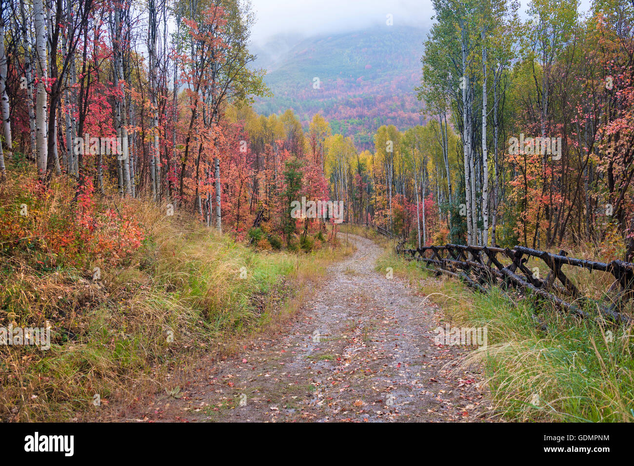 Fall colored maple and aspen trees in the Uinta National Forest in the ...