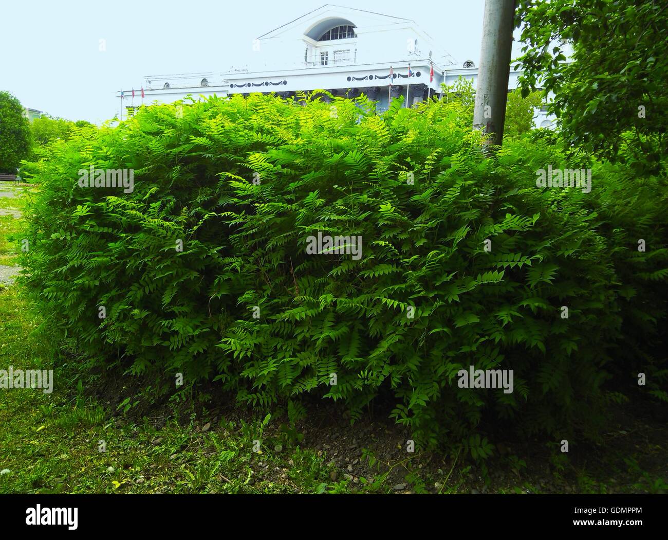 Square bush hi-res stock photography and images - Alamy
